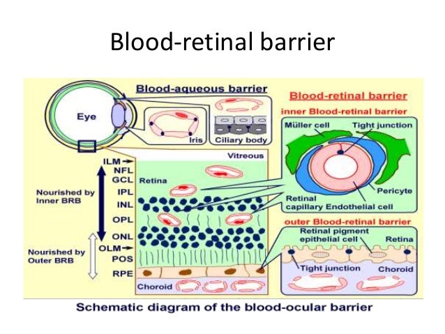 Anatomy and physiology of aqueous humor