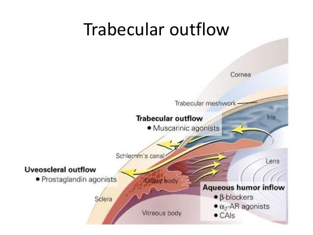 Anatomy and physiology of aqueous humor