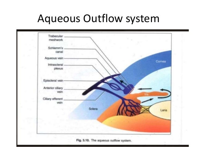 Anatomy and physiology of aqueous humor