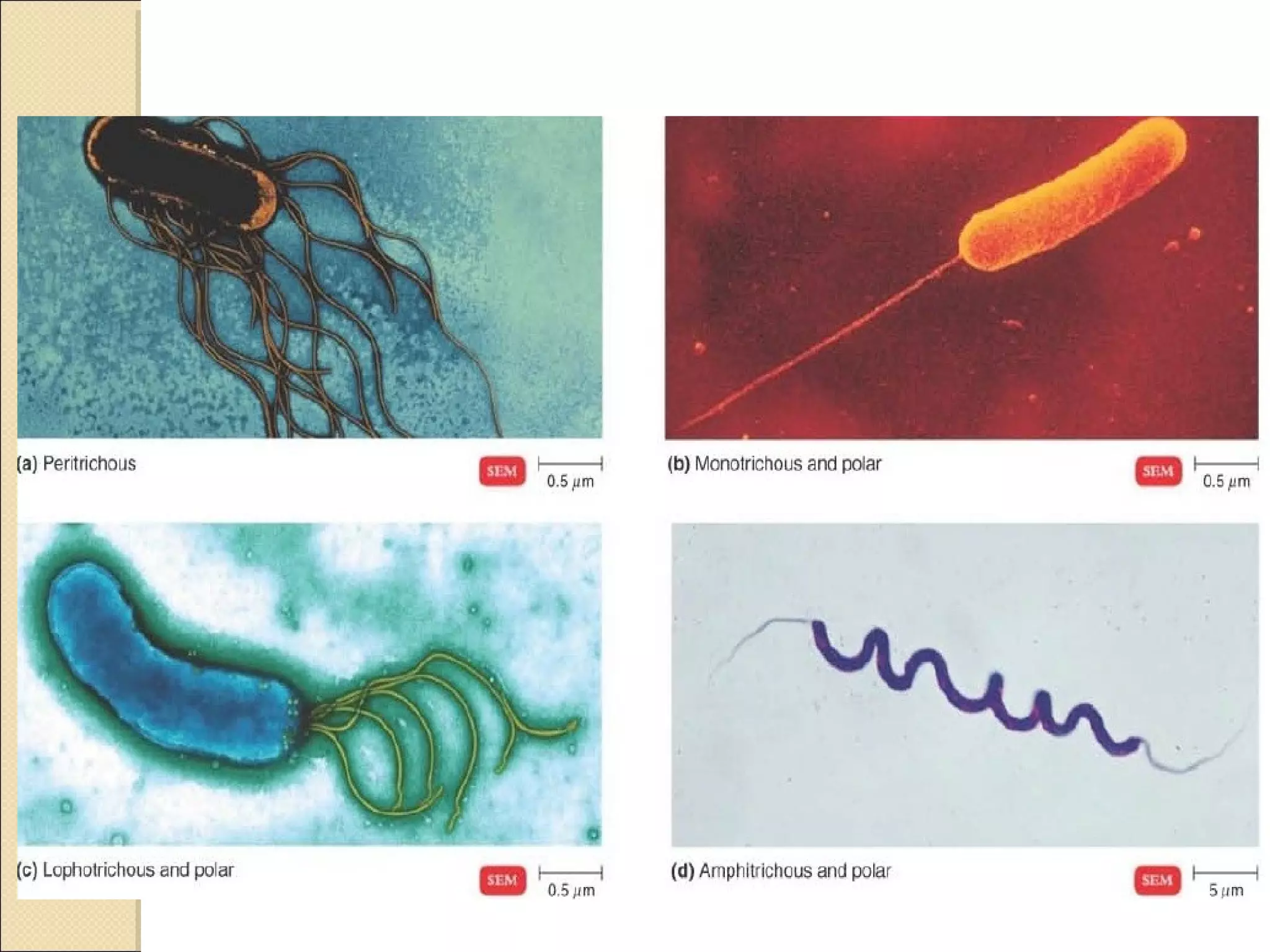 Anatomy and physiology of bacteria | PPT