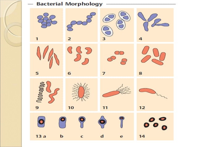 Anatomy and physiology of bacteria | PPT | Biological Sciences | Science