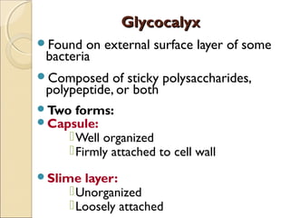 Anatomy and physiology of bacteria | PPT