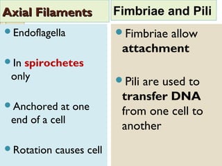 Anatomy and physiology of bacteria | PPT
