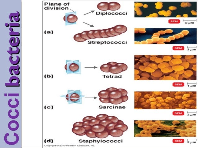Anatomy and physiology of bacteria