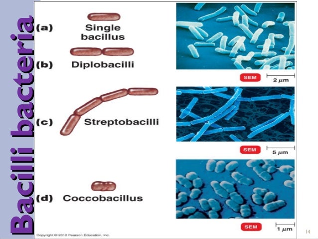 Bacteria Shapes