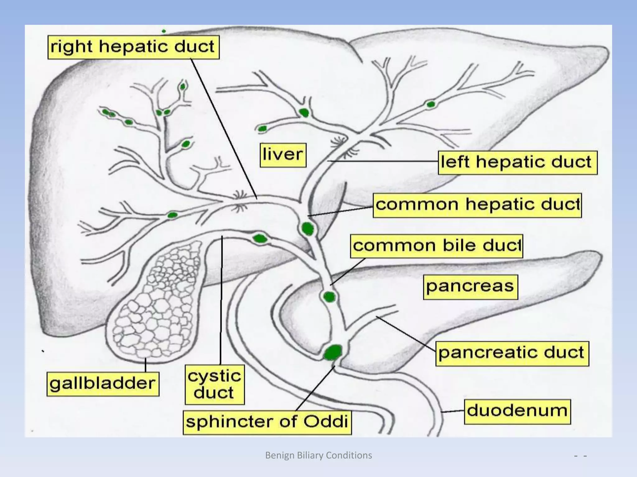 Anatomy and physiology of biliary tree | PPTX