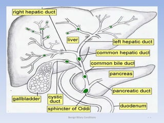 Anatomy and physiology of biliary tree | PPTX
