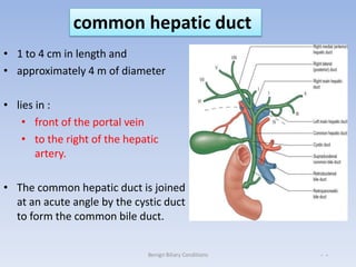 Anatomy and physiology of biliary tree | PPTX