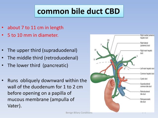 Anatomy and physiology of biliary tree | PPTX