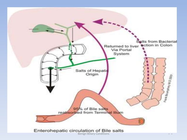 Anatomy and physiology of biliary tree | PPTX