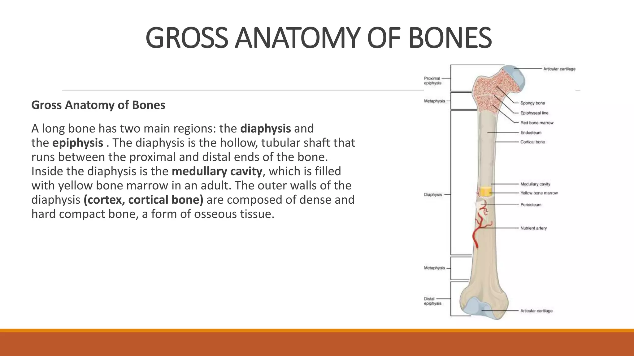 ANATOMY AND PHYSIOLOGY OF BONES AJ.pptx