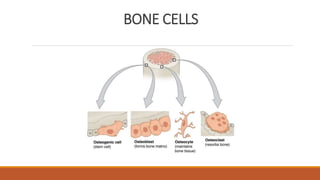 ANATOMY AND PHYSIOLOGY OF BONES AJ.pptx