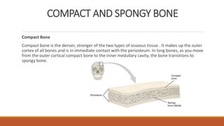 ANATOMY AND PHYSIOLOGY OF BONES AJ.pptx