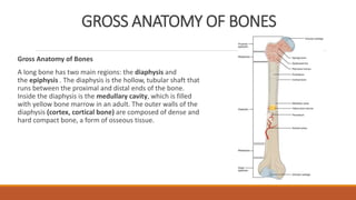ANATOMY AND PHYSIOLOGY OF BONES AJ.pptx
