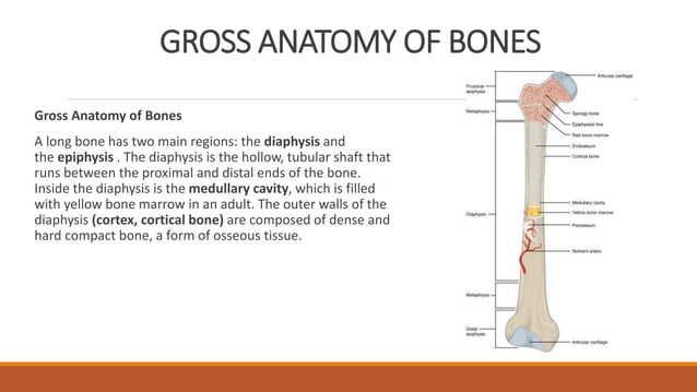 ANATOMY AND PHYSIOLOGY OF BONES AJ.pptx | Bone and Joint Conditions ...