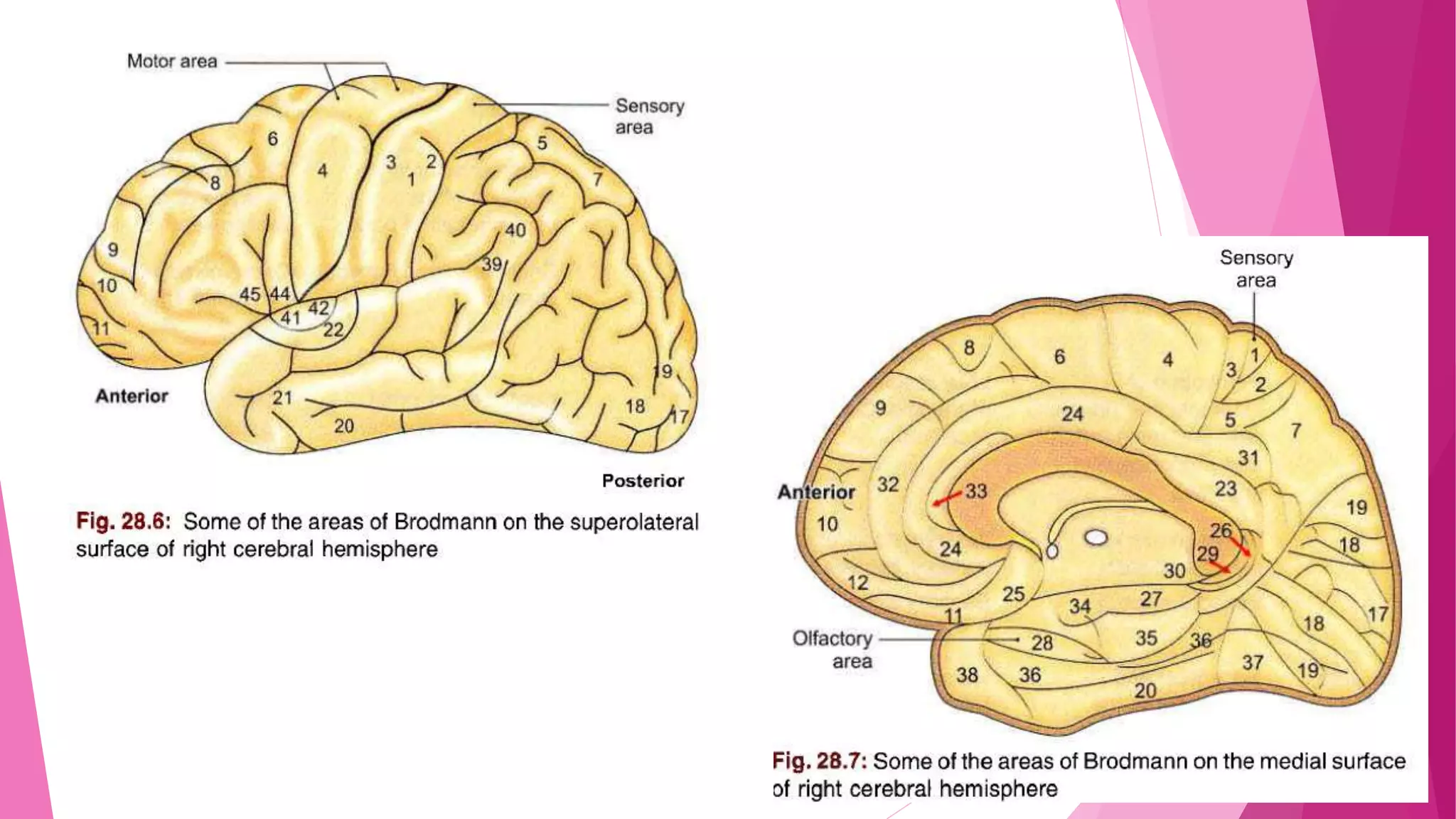 Anatomy and physiology of brain | PPTX