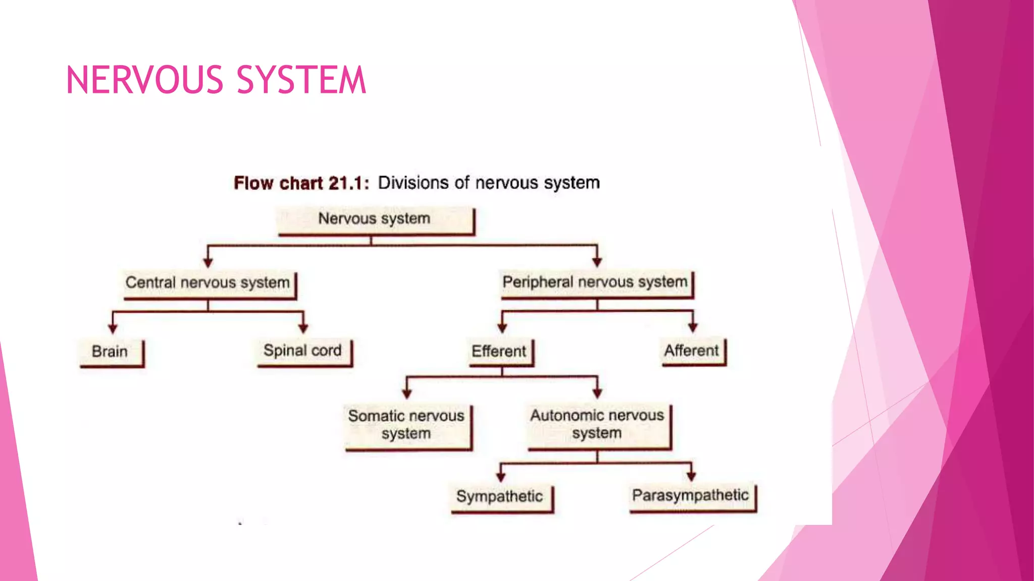 Anatomy and physiology of brain | PPTX