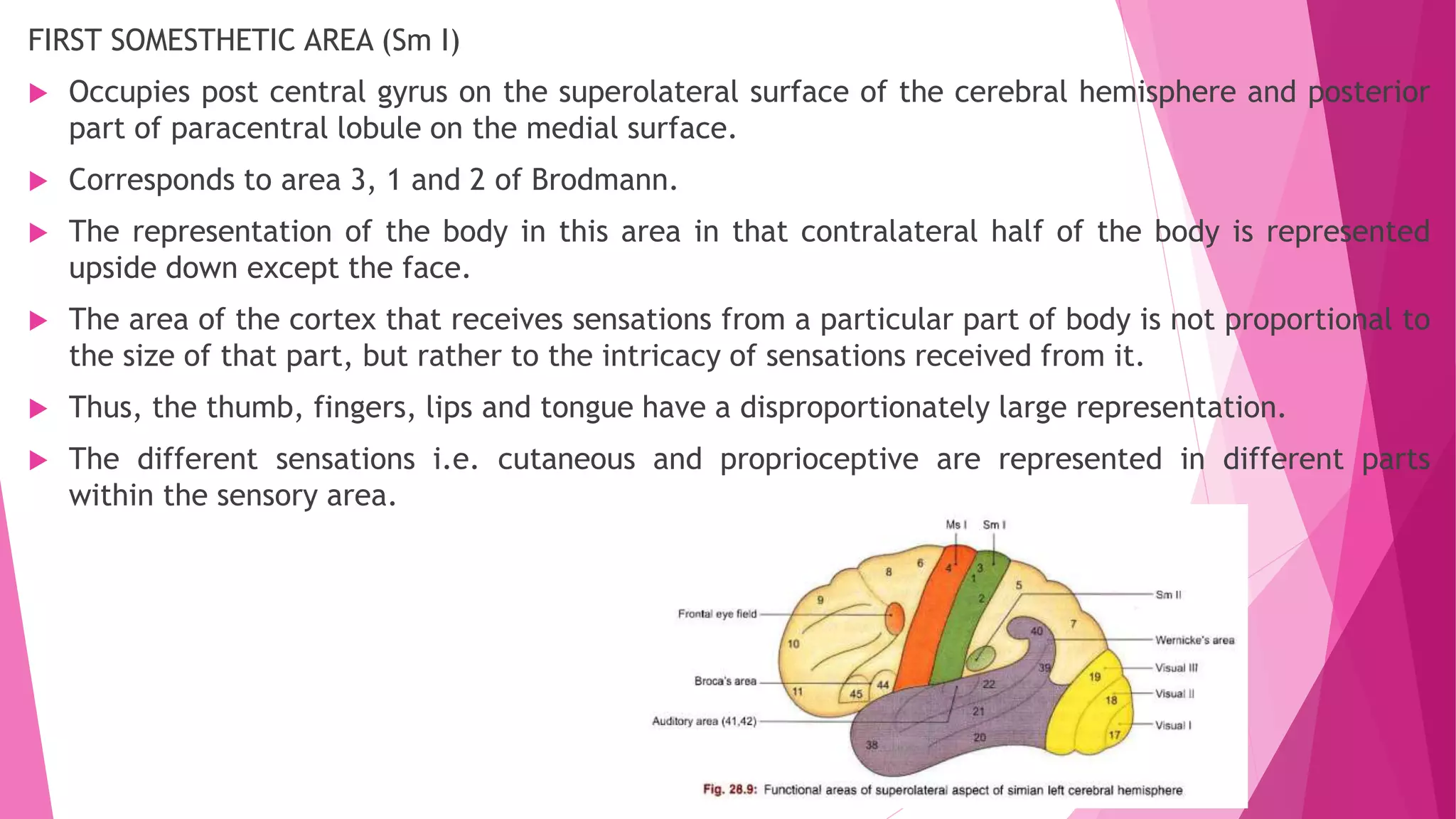 Anatomy and physiology of brain | PPTX