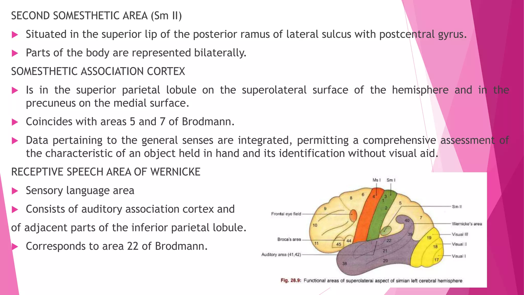 Anatomy and physiology of brain | PPTX