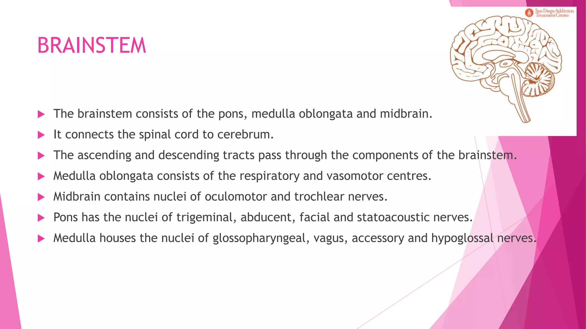 Anatomy and physiology of brain | PPTX