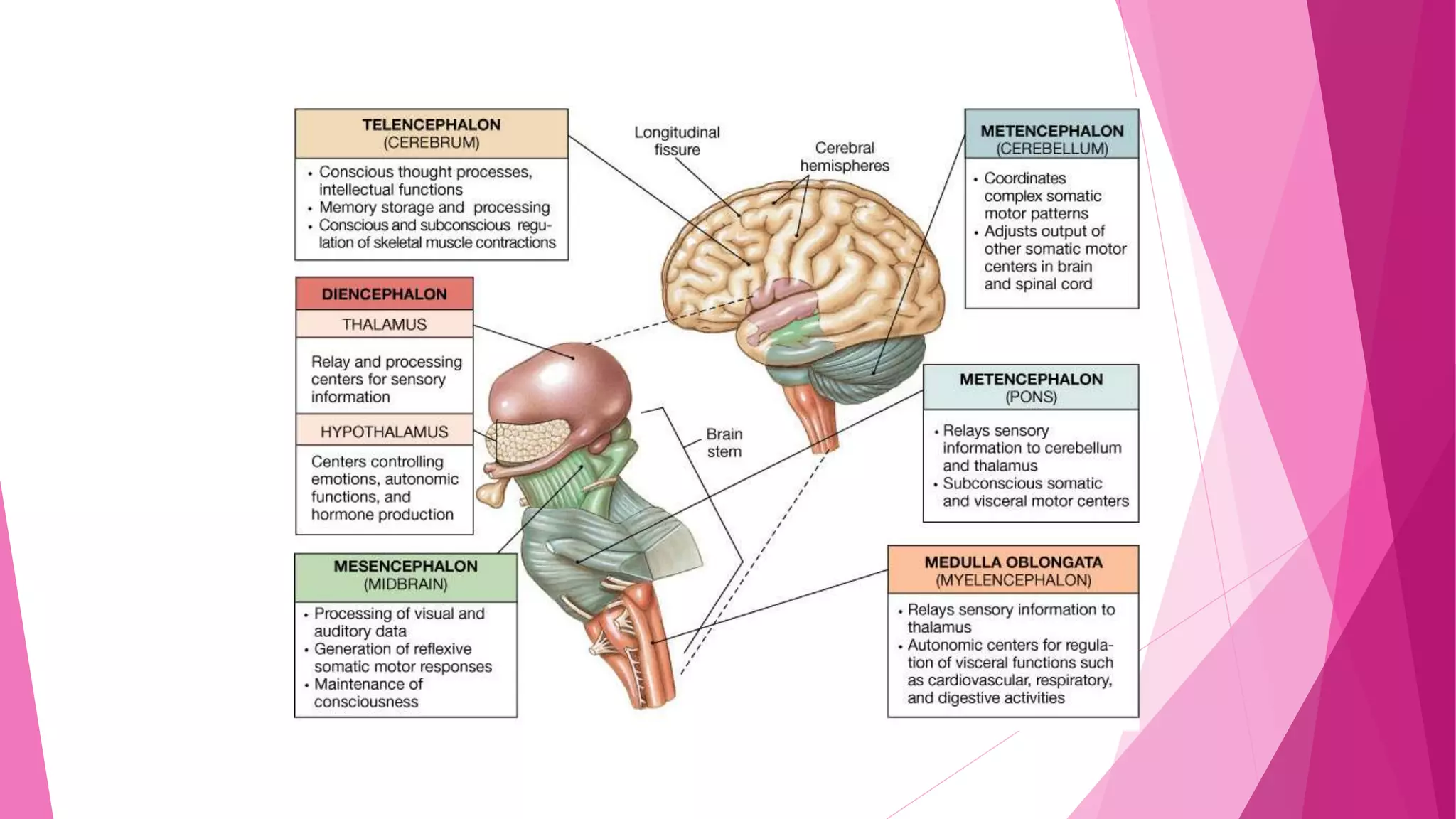 Anatomy and physiology of brain | PPTX