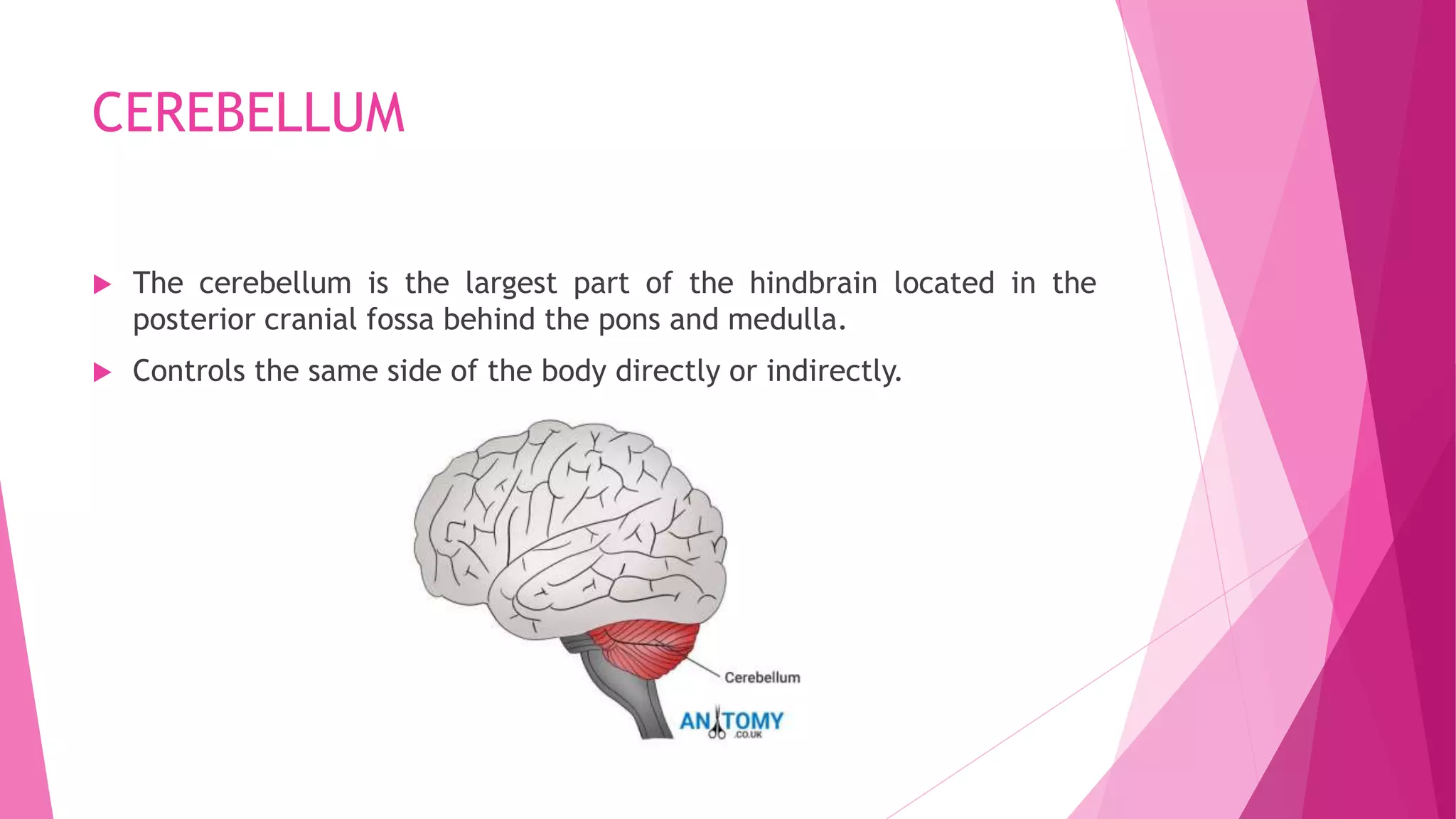 Anatomy and physiology of brain | PPTX