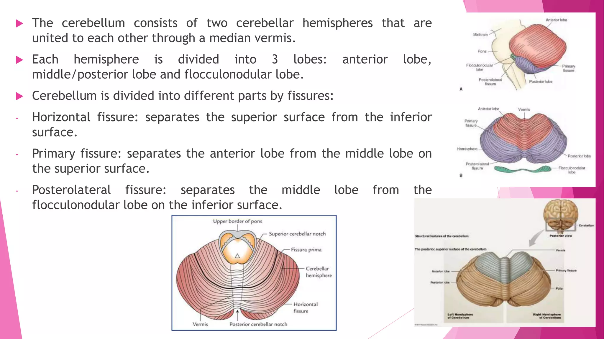 Anatomy and physiology of brain | PPTX