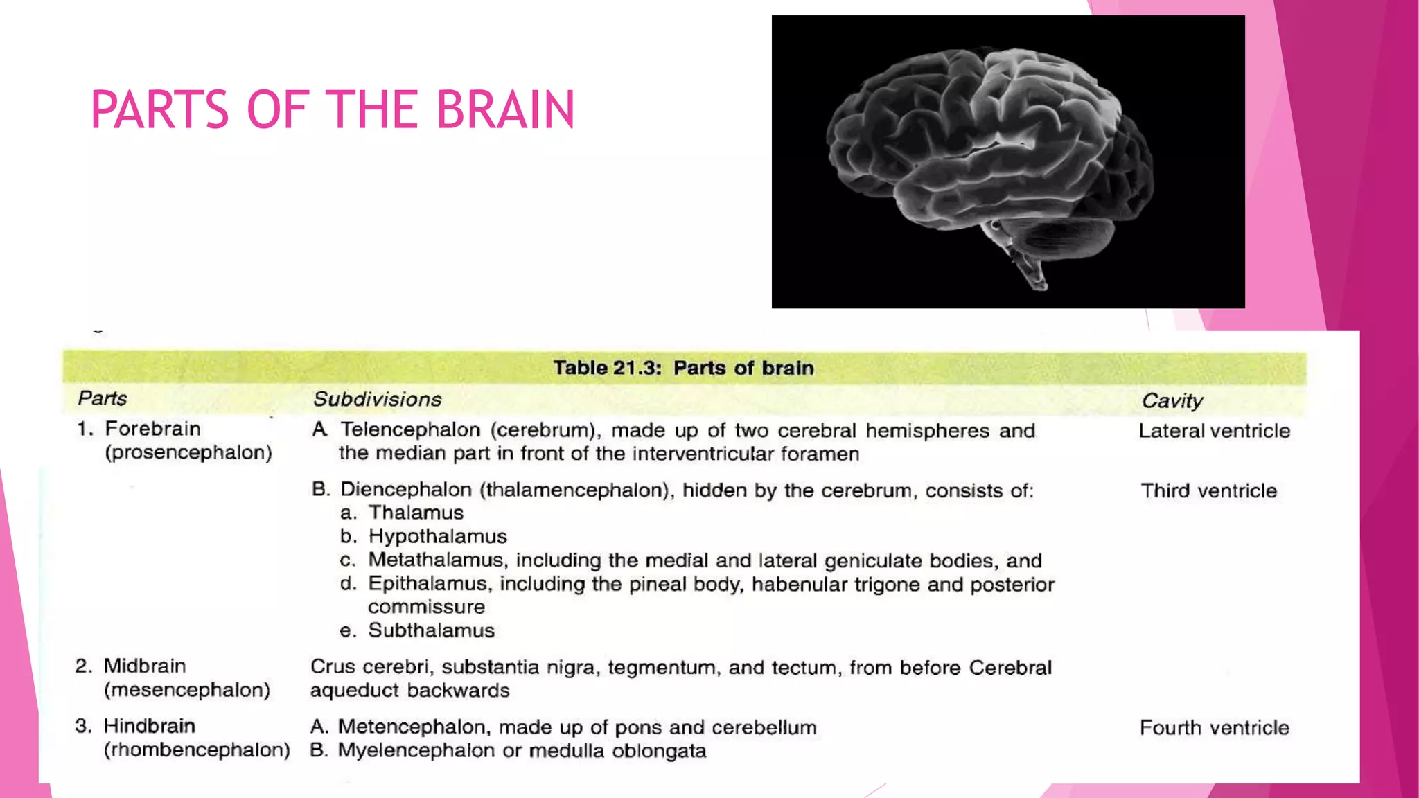 Anatomy and physiology of brain | PPTX