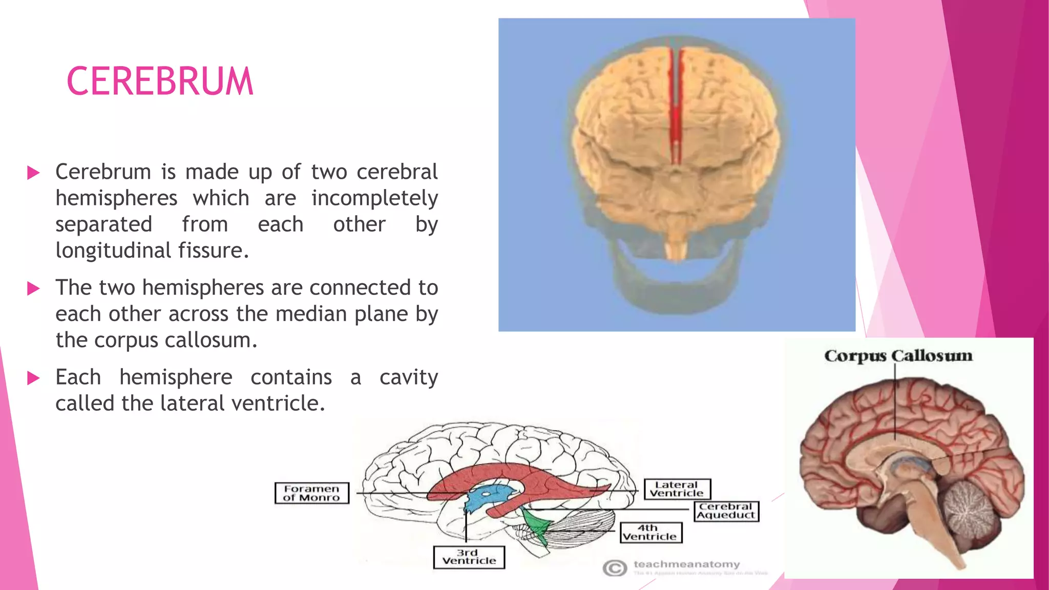 Anatomy and physiology of brain | PPTX