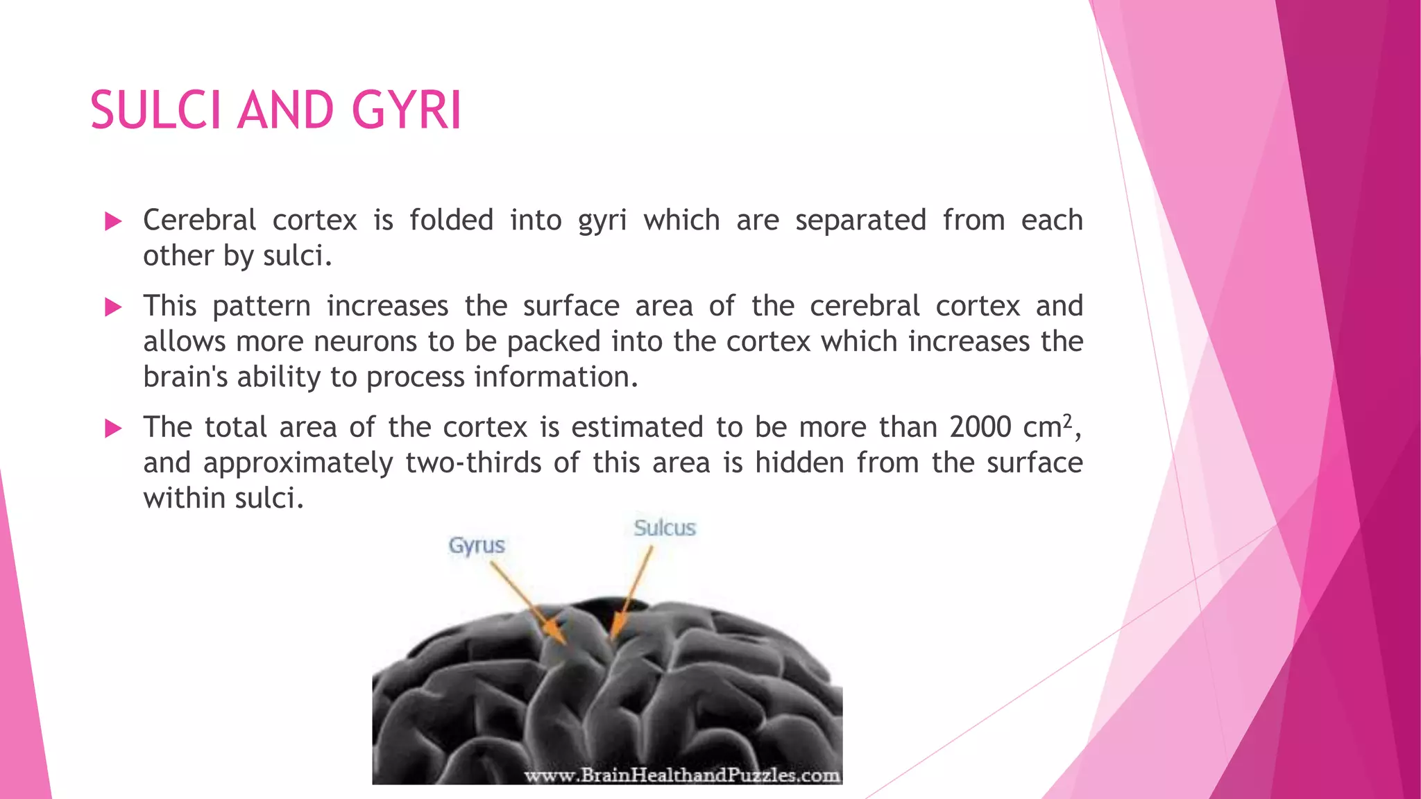 Anatomy and physiology of brain | PPTX