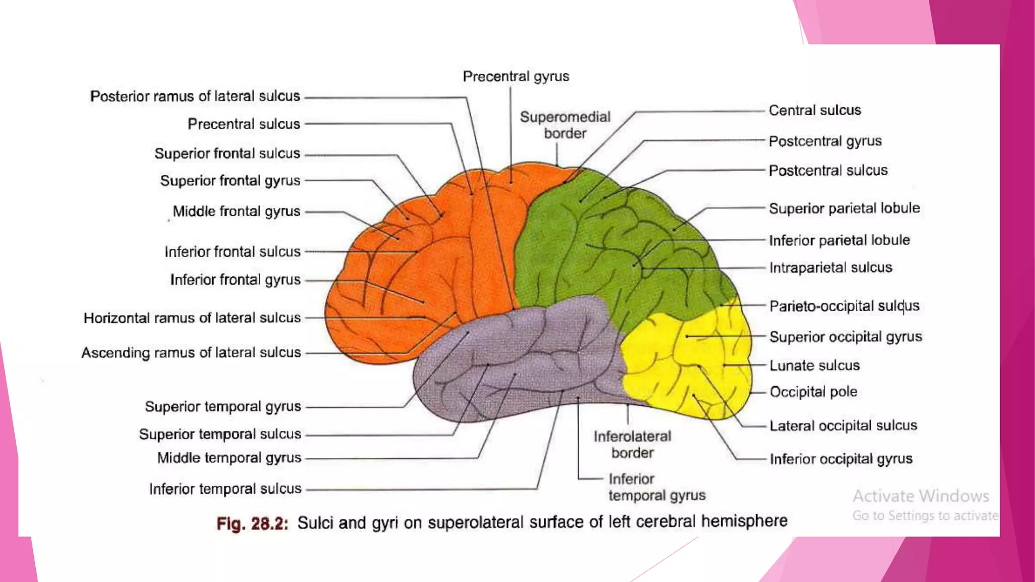 Anatomy and physiology of brain | PPTX