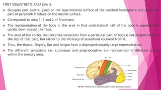 Anatomy and physiology of brain | PPTX