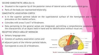 Anatomy and physiology of brain | PPTX