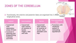 Anatomy and physiology of brain | PPTX