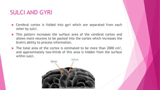 Anatomy and physiology of brain | PPTX