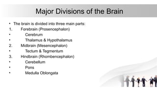 anatomy and physiology of brain and its parts | PPTX