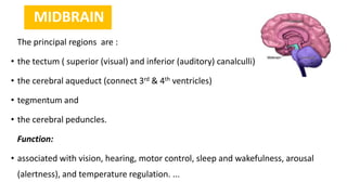 Anatomy and physiology of brain ppt, its organization | PPTX