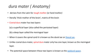 Anatomy and physiology of brain ppt, its organization | PPTX