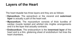anatomy and physiology of cardiovascular 1 (1).pptx