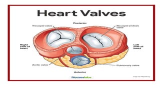 anatomy and physiology of cardiovascular 1 (1).pptx