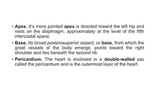 anatomy and physiology of cardiovascular 1 (1).pptx