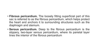 anatomy and physiology of cardiovascular 1 (1).pptx