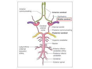 Anatomy and physiology of central nervous system | PPTX