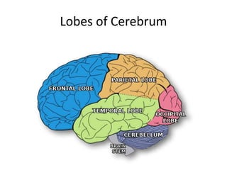 Anatomy and physiology of central nervous system | PPT