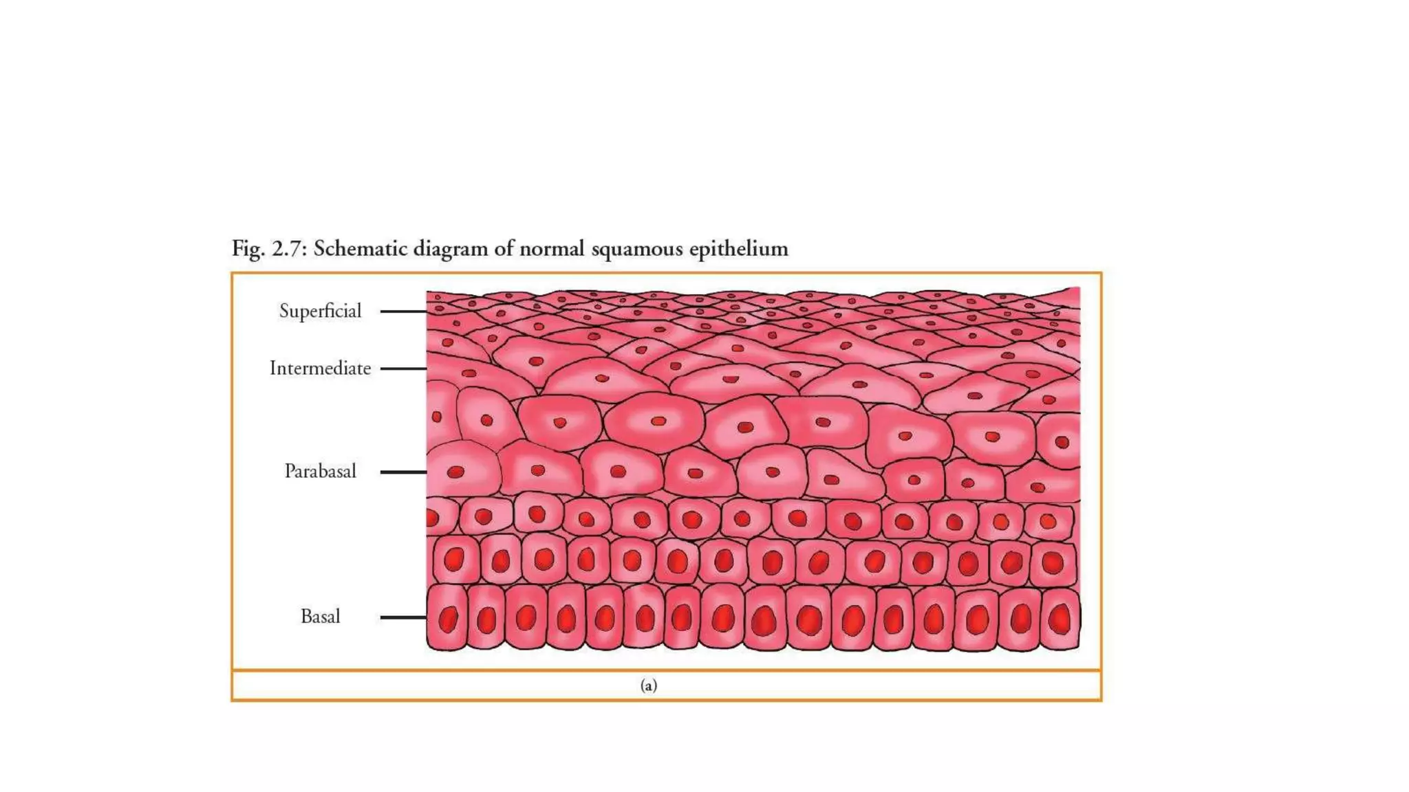 Anatomy and Physiology of cervix.pptx
