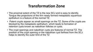 Anatomy and Physiology of cervix.pptx