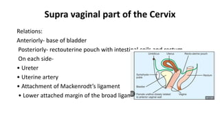 Anatomy and Physiology of cervix.pptx