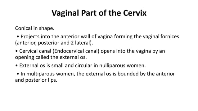 Anatomy And Physiology Of Cervixpptx