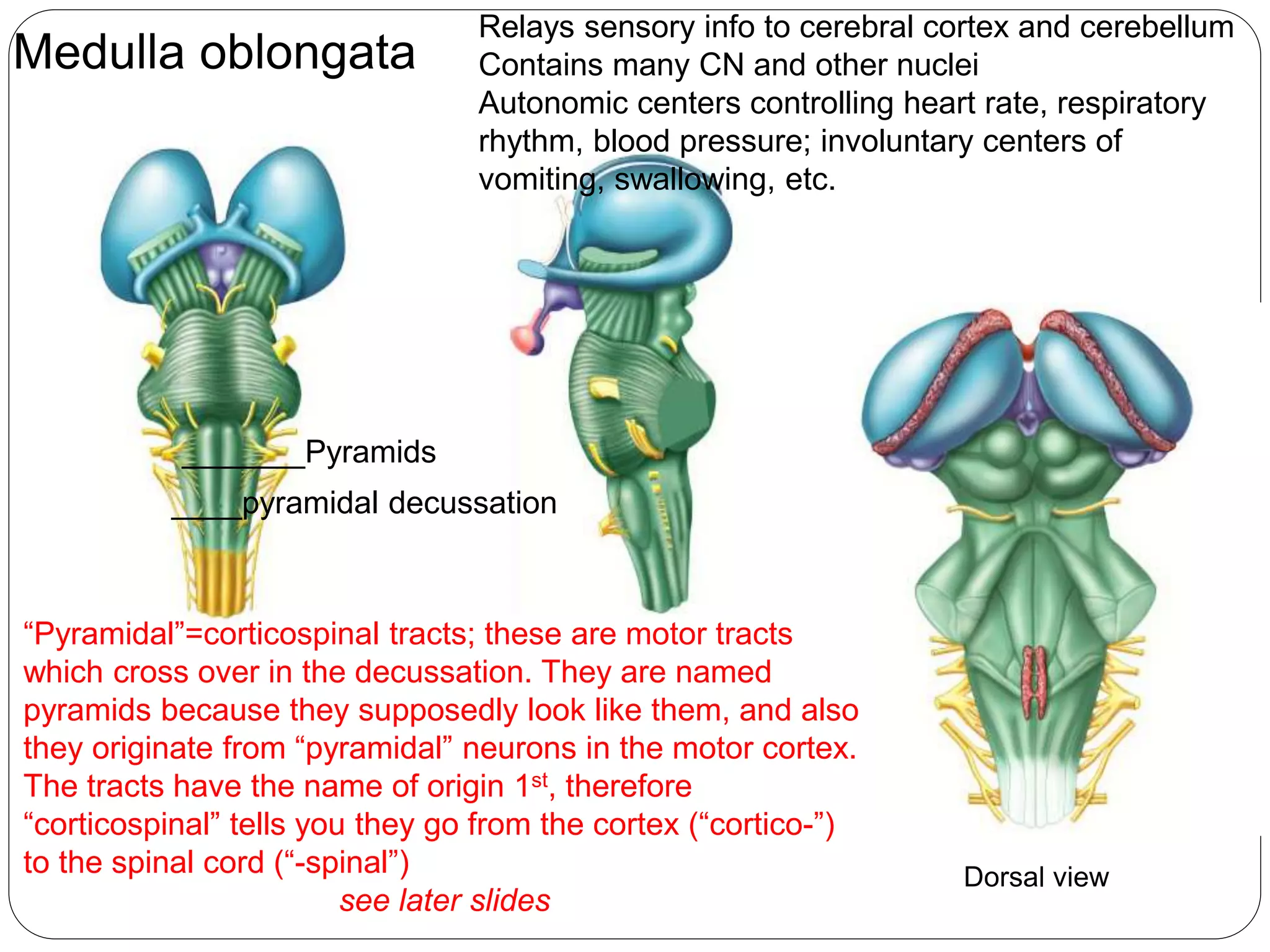 Anatomy and physiology of Central Nervous System | PPTX