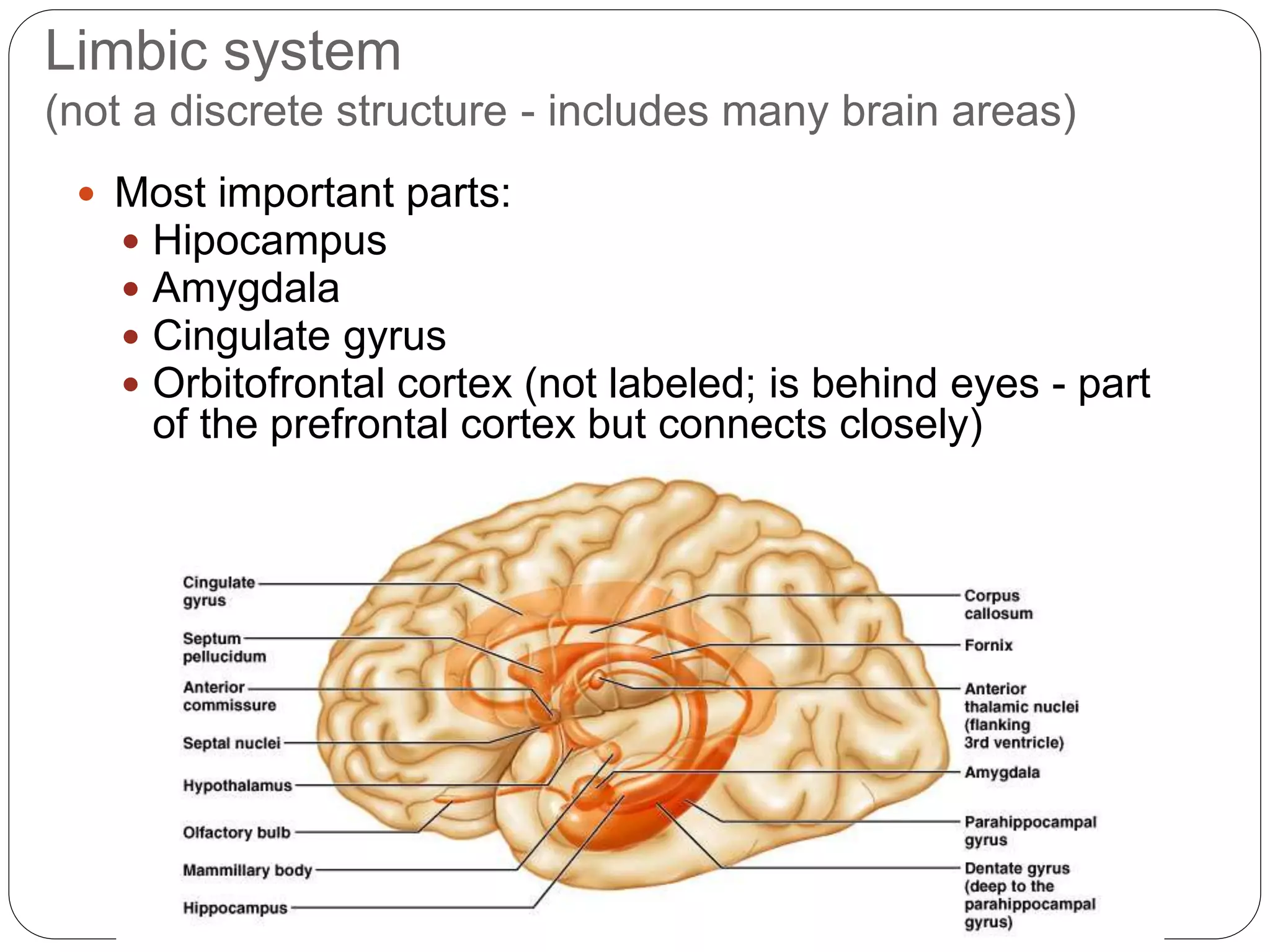 Anatomy and physiology of Central Nervous System | PPTX